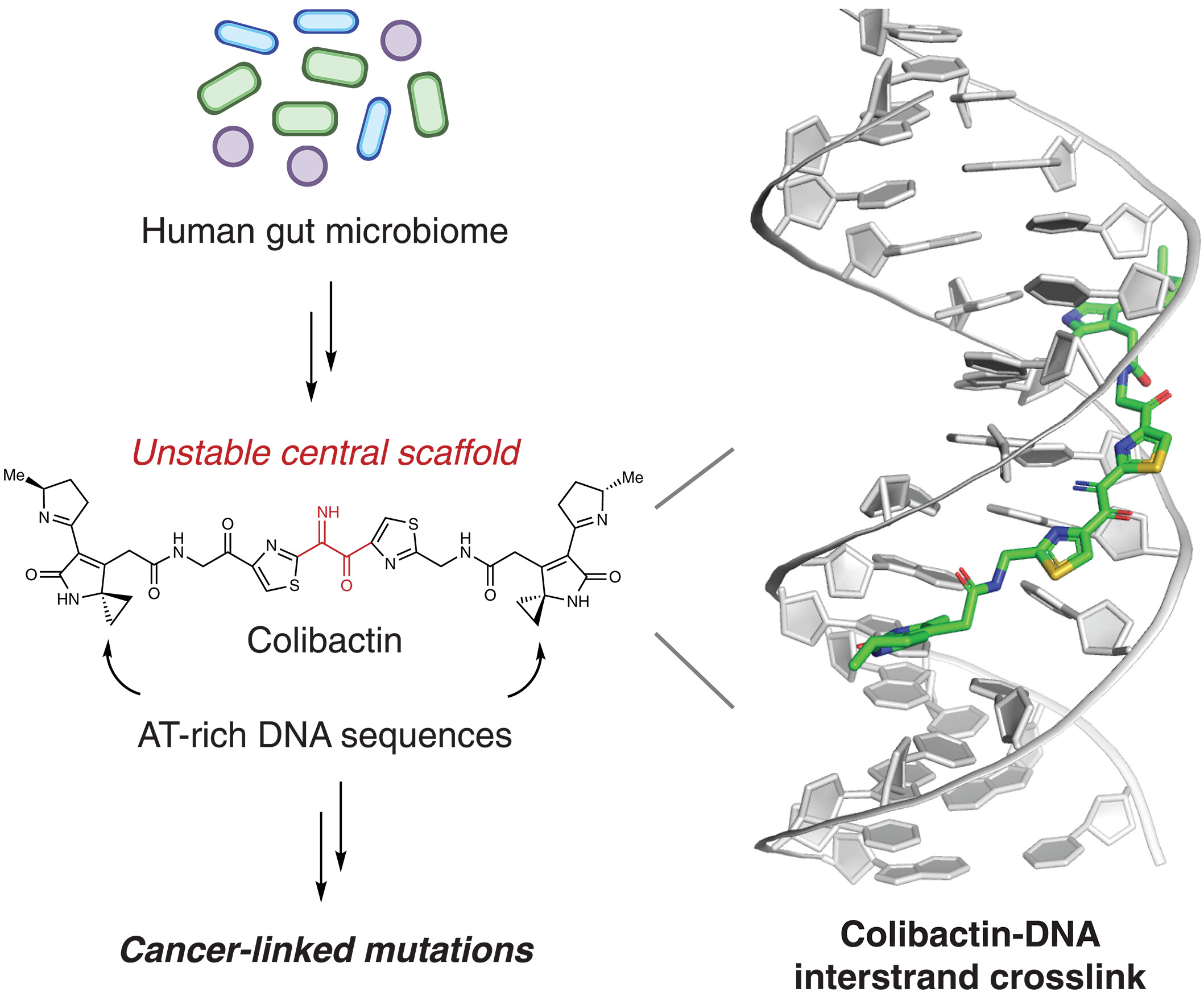 The specificity and structure of DNA cross-linking by the gut bacterial ...