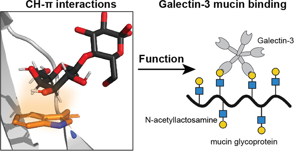 CH−π Interactions Are Required for Human Galectin-3 Function | Kulik ...