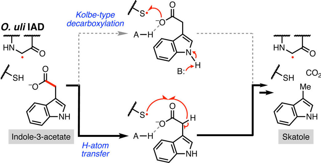 Mechanistic Studies of a Skatole-Forming Glycyl Radical Enzyme Suggest ...