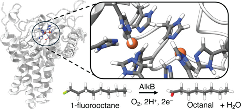 Fontimonas thermophila Alkane Monooxygenase (FtAlkB) Is an Alkyl ...