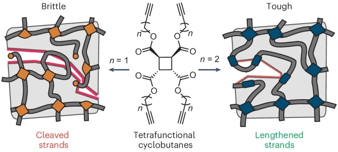 Tetrafunctional cyclobutanes tune toughness via network strand ...