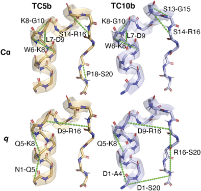 Insights into the Stability of Engineered Mini-Proteins from Their ...