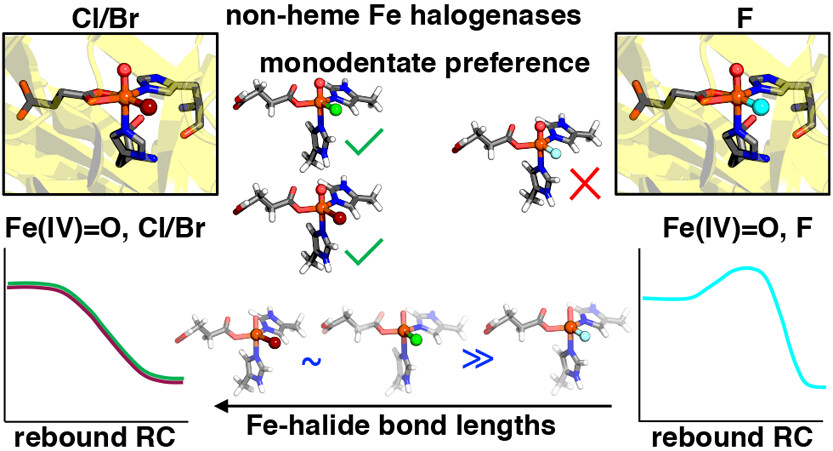 Why Nonheme Iron Halogenases Do Not Fluorinate C–H Bonds: A ...