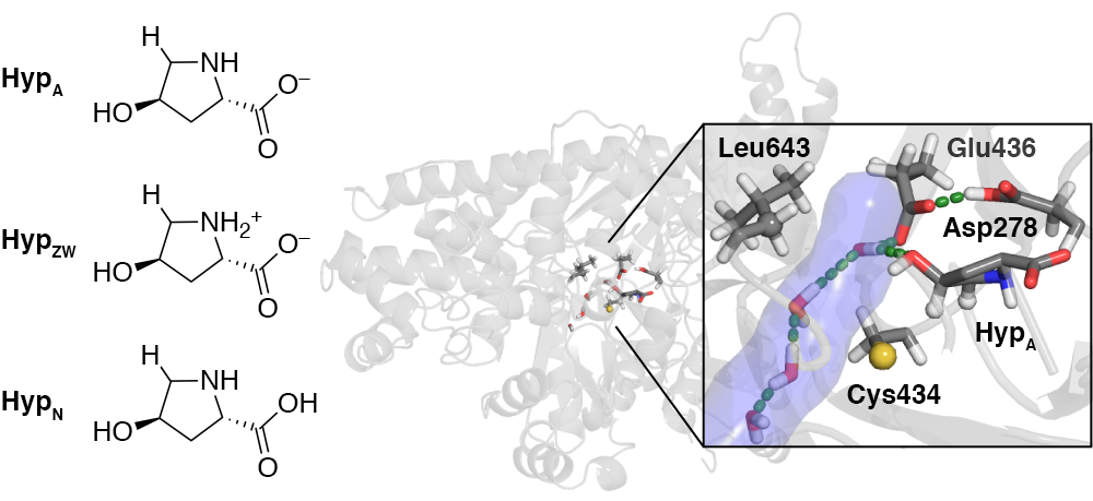 Protein Dynamics and Substrate Protonation State Mediate the Catalytic ...